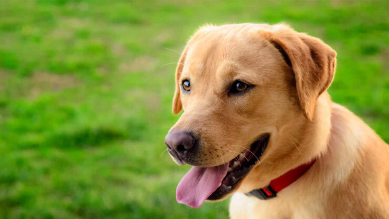 Cavador Dog Breed: Everything You Need to Know