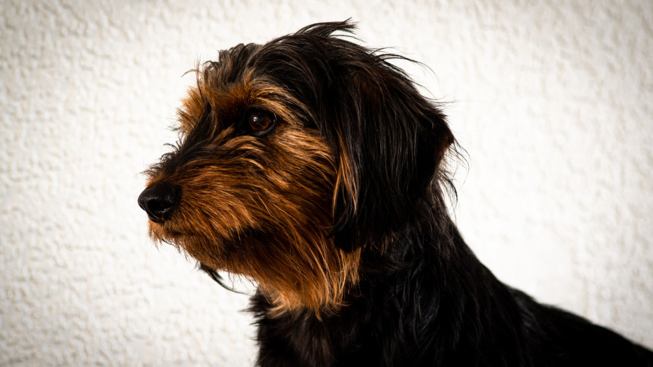 Dorkie Dog Breed: Everything You Need to Know