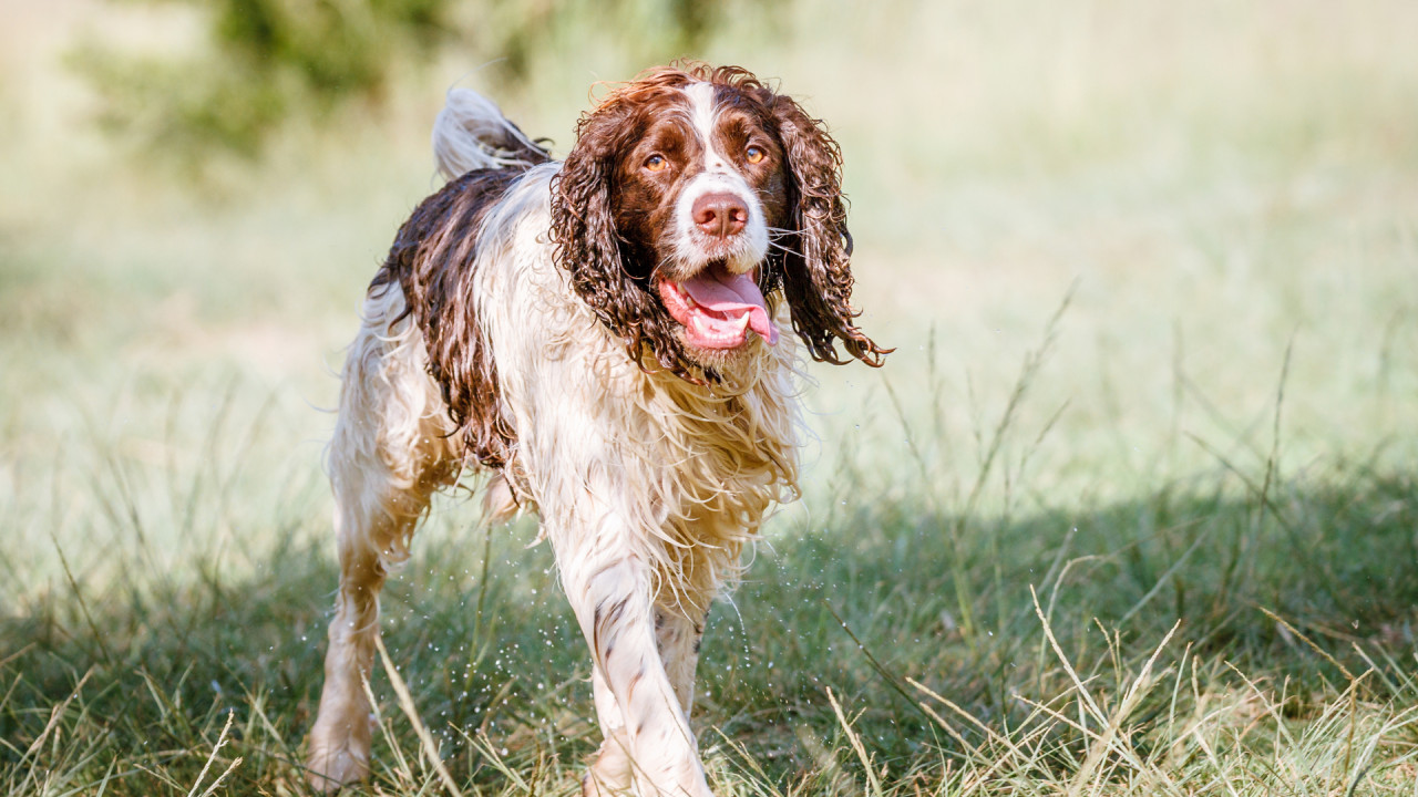 French Spaniel Dog Breed: Everything You Need to Know
