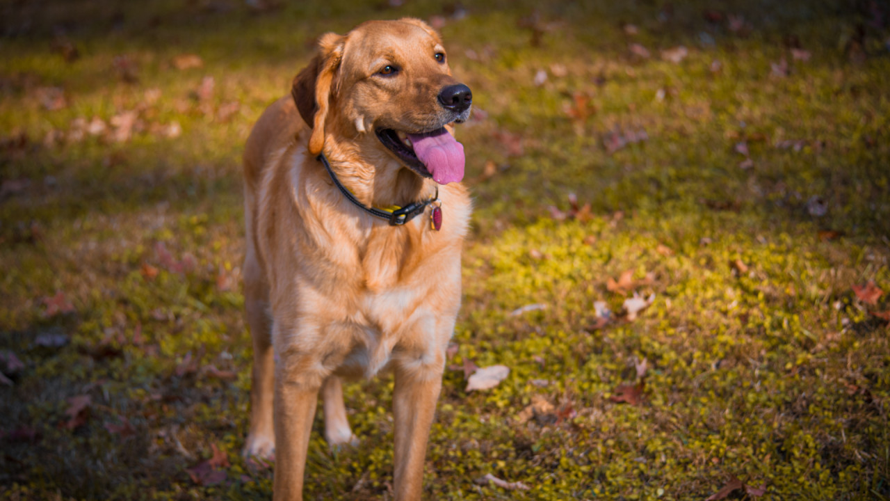 Goldador Dog Breed: Everything You Need to Know