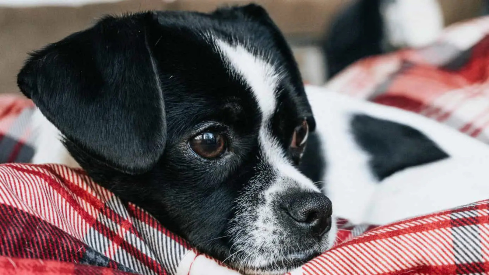 Jack Chi Dog Breed: Everything You Need to Know