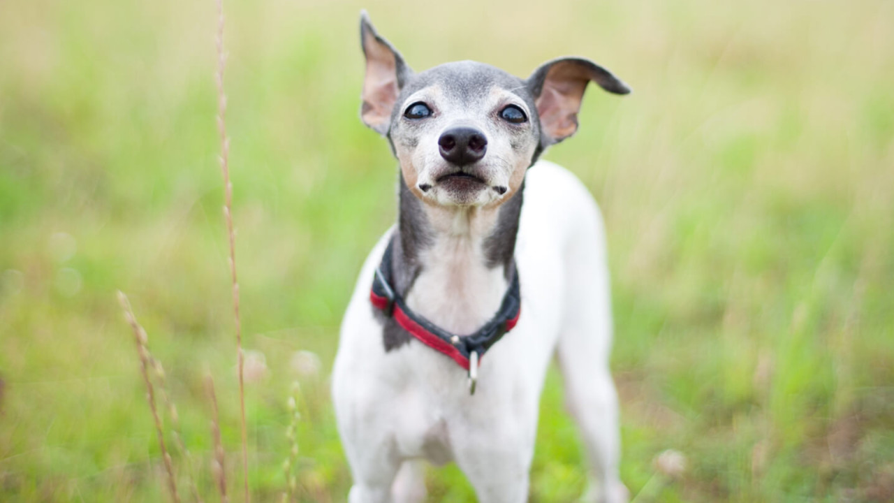 Japanese Terrier Dog: Everything You Need to Know