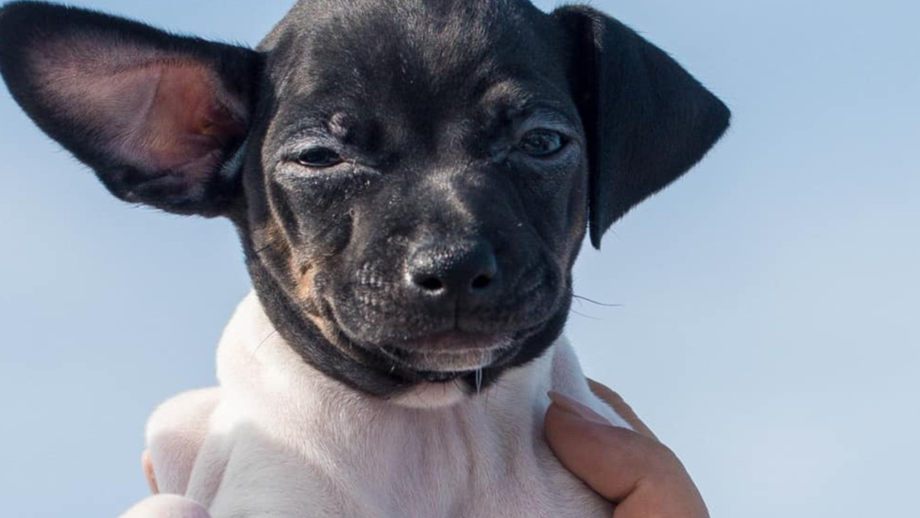 Japanese Terrier Dog: Everything You Need to Know