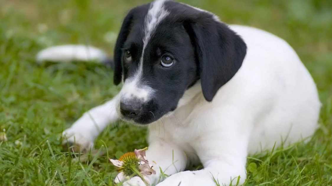 Lab Pointer Dog Breed: Everything You Need to Know