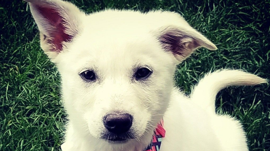 Labsky Dog Breed: Everything You Need to Know