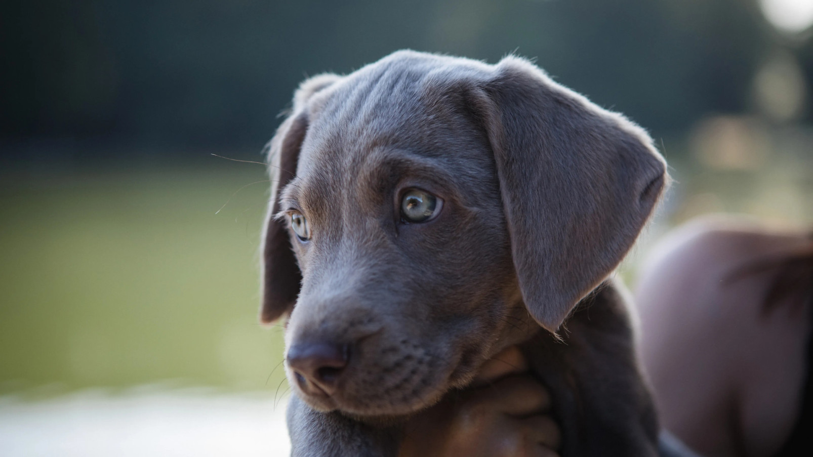 Labmaraner Dog Breed: Everything You Need to Know